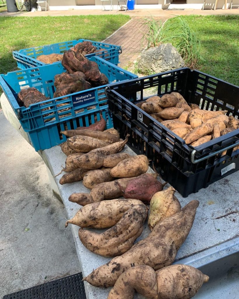 Digging for Sweet Potatoes - The Fruitful Field