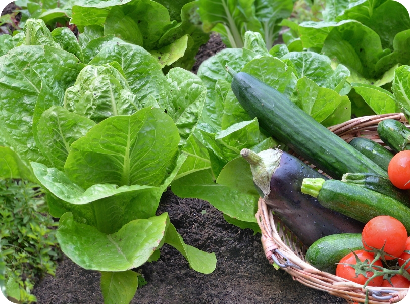 Gardenshares - The Fruitful Field