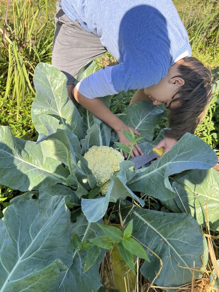 The Fruitful Field - The Fruitful Field