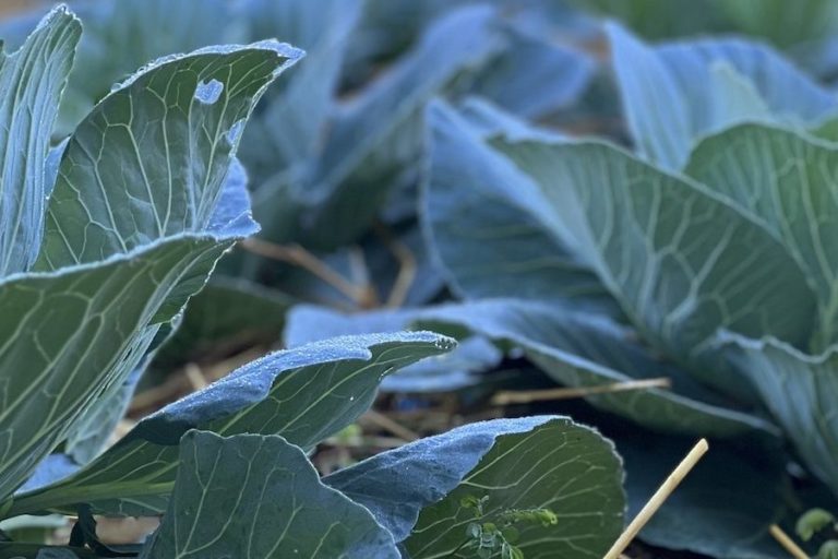 The Fruitful Field - The Fruitful Field