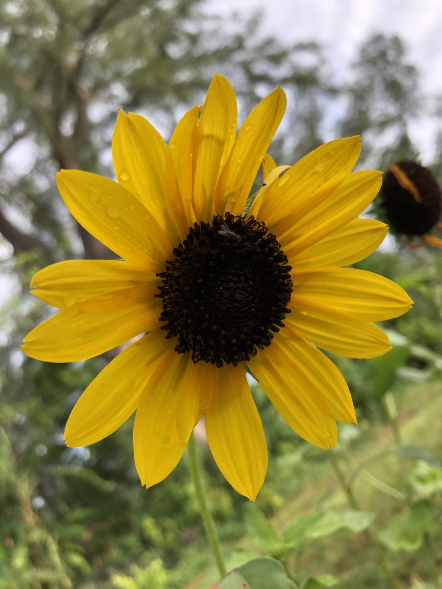 Our New CSA Season is Growing - Reserve Your Share - The Fruitful Field